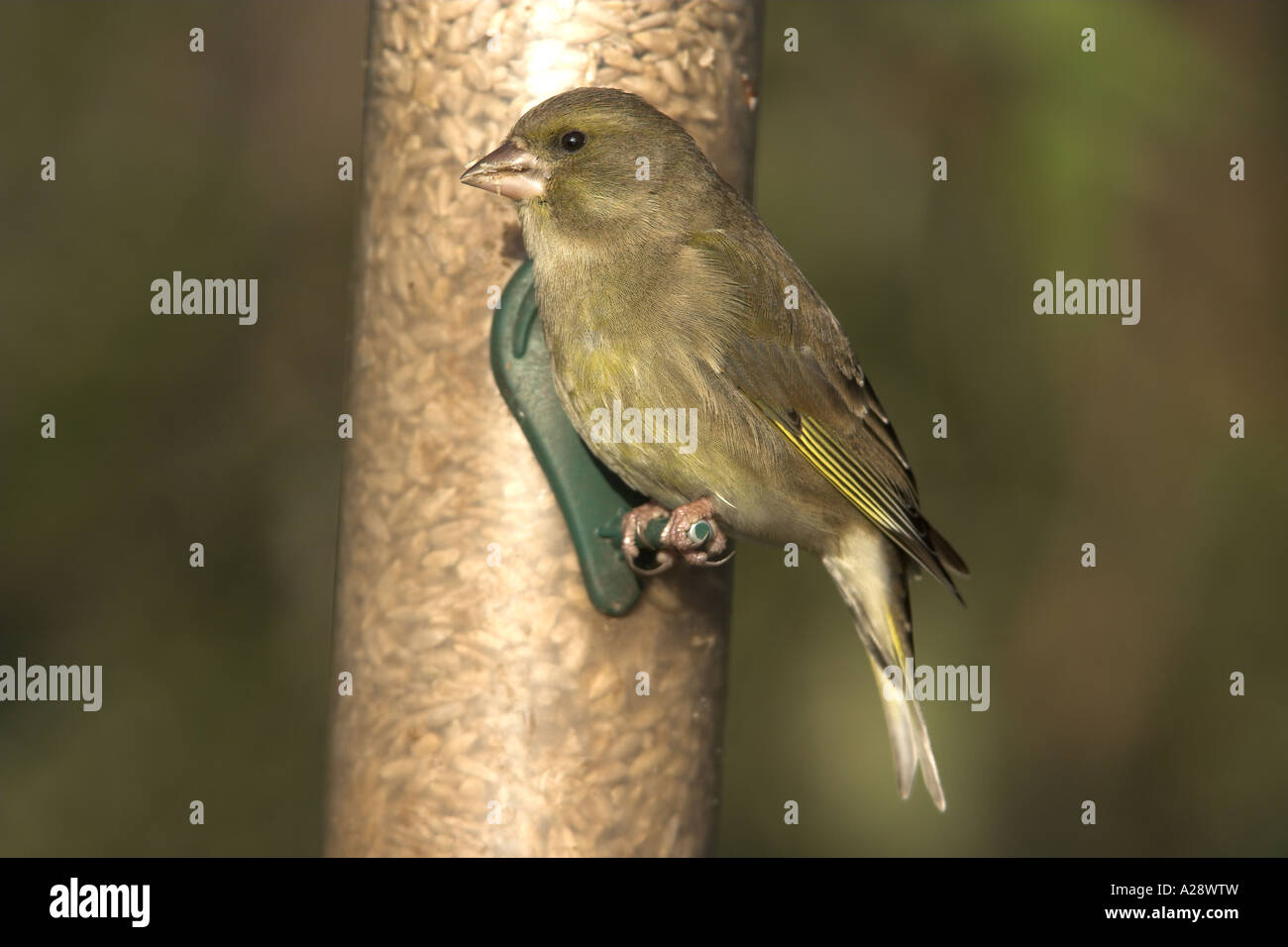 European Greenfinch Carduelis chloris adult female perched on a seed ...