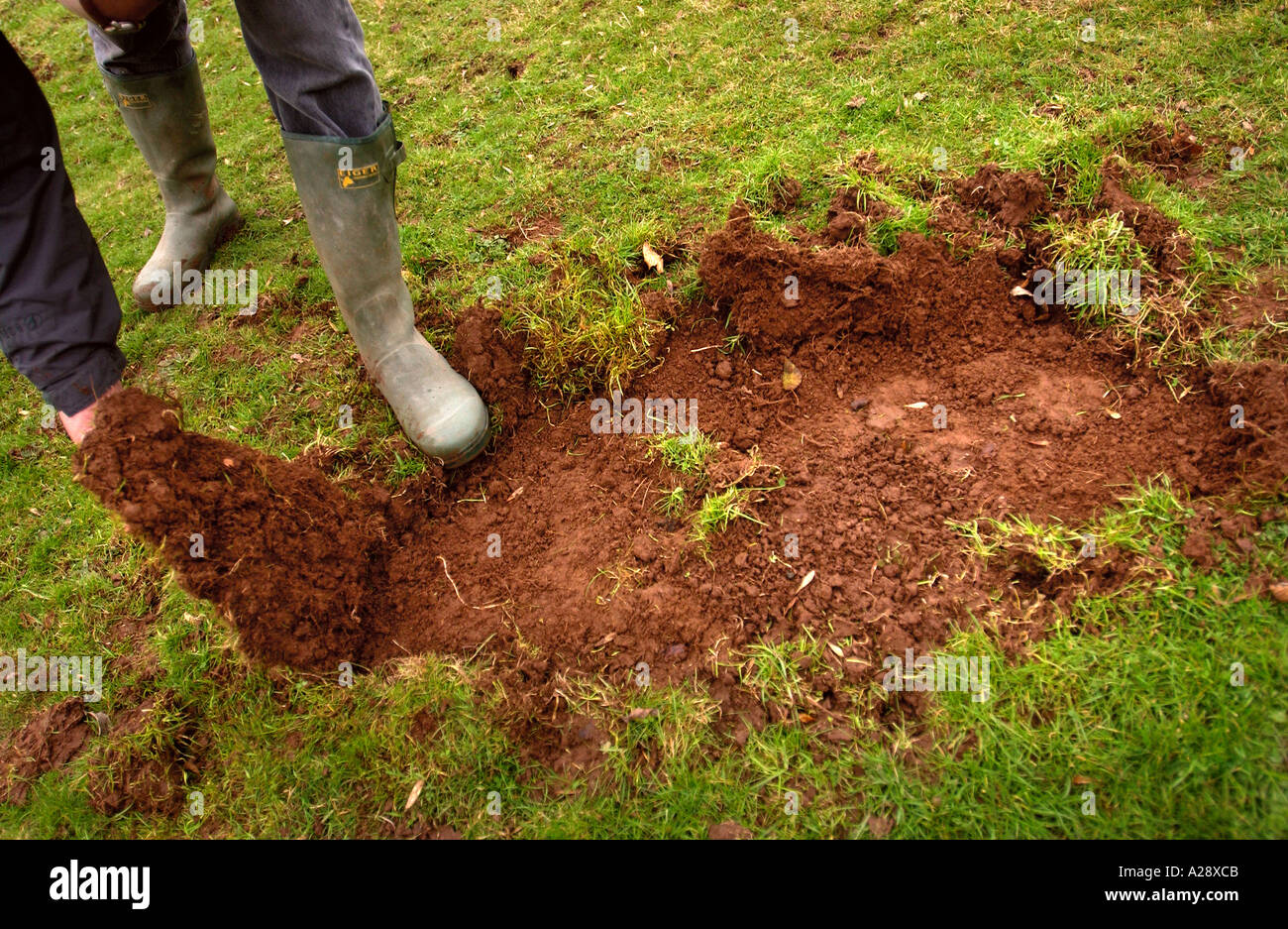 A FARMER SURVEYS DAMAGE TO HIS TURF CAUSED BY ESCAPED WILD BOAR NEAR ...