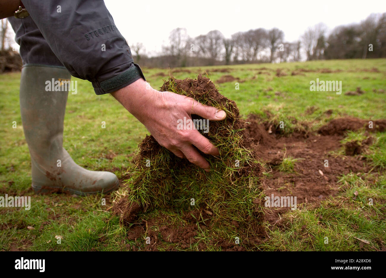 Wild pig damage hi-res stock photography and images - Alamy