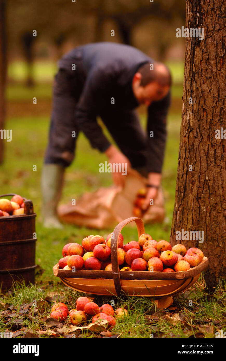 Cider england farm house hi-res stock photography and images - Alamy