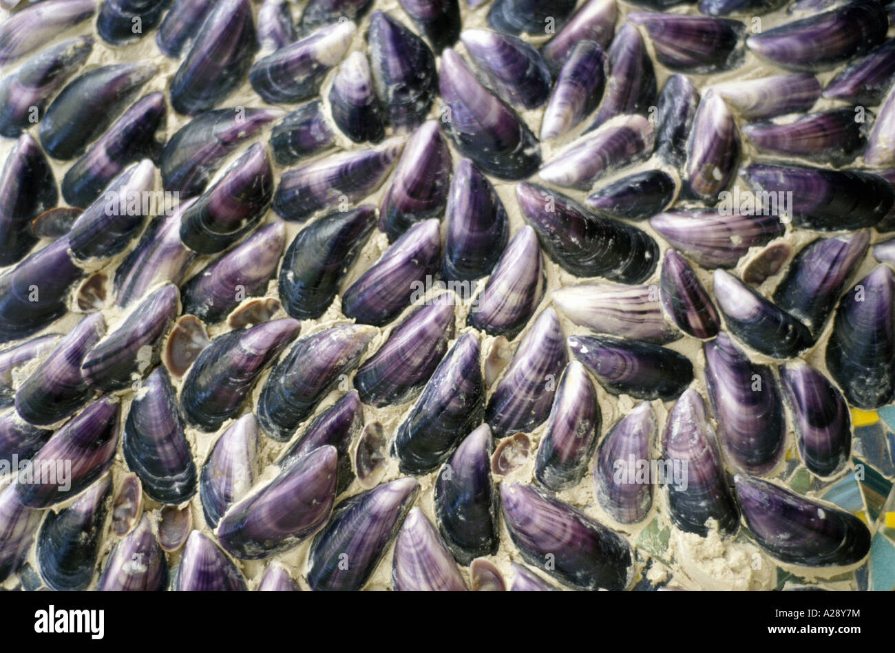 Tresco abbey gardens shell hi-res stock photography and images - Alamy