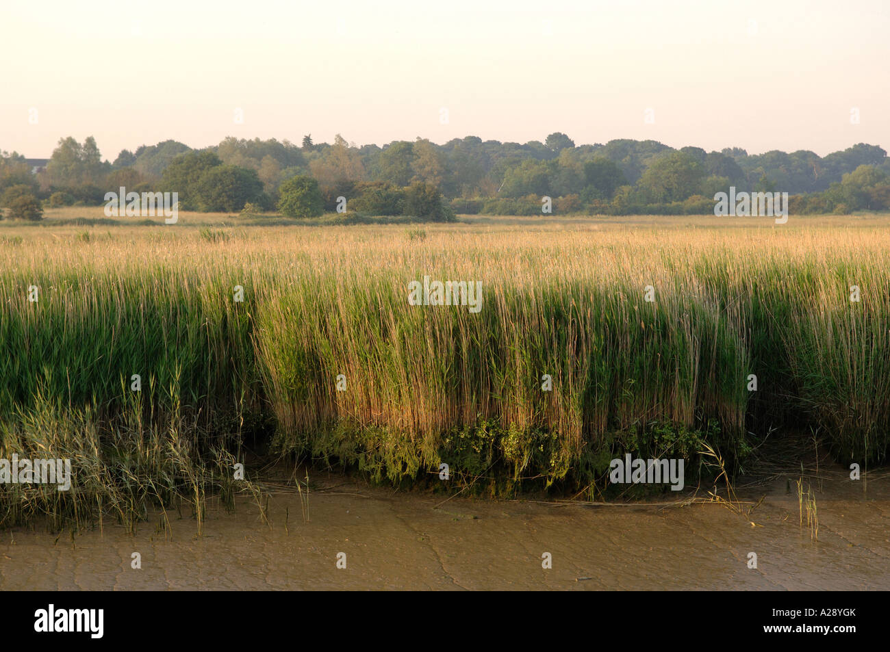 The reeds at Snape Maltings Suffolk Stock Photo - Alamy