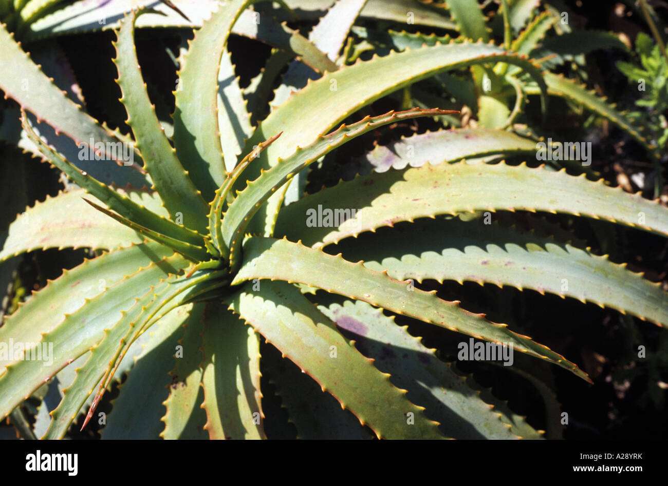 Palm tree Tresco Abbey Garden Tresco Cornwall Scilly England UK Stock ...