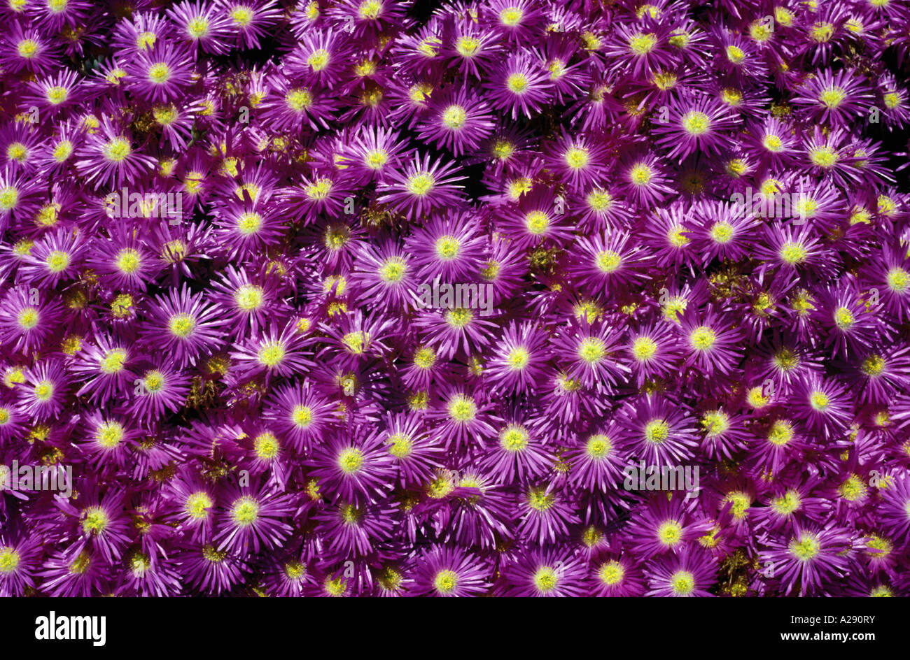 Lampranthus species hi-res stock photography and images - Alamy