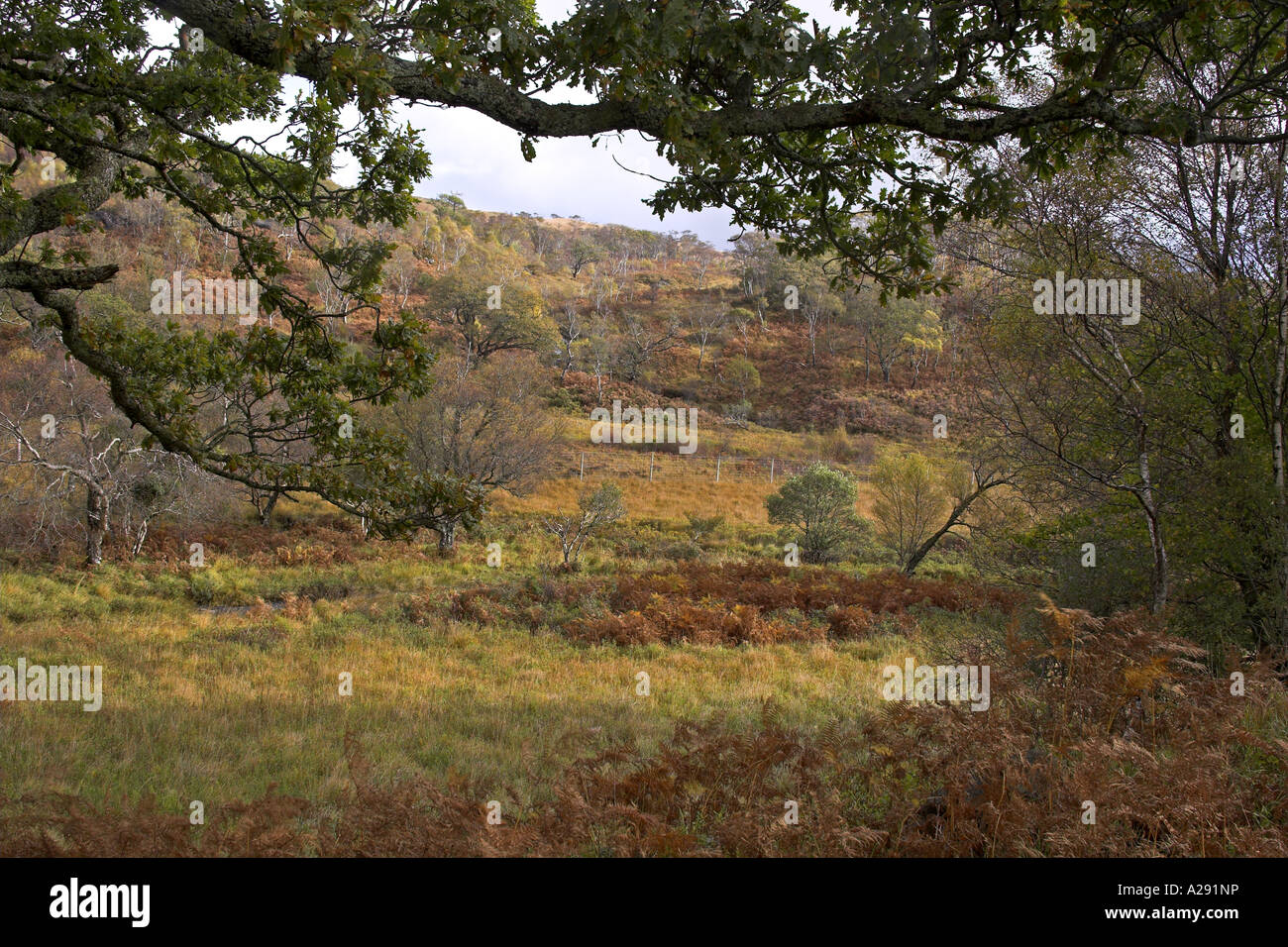 Oak & Birch woodland, Leacan Dubha, near Loch Spelve, Isle of Mull ...