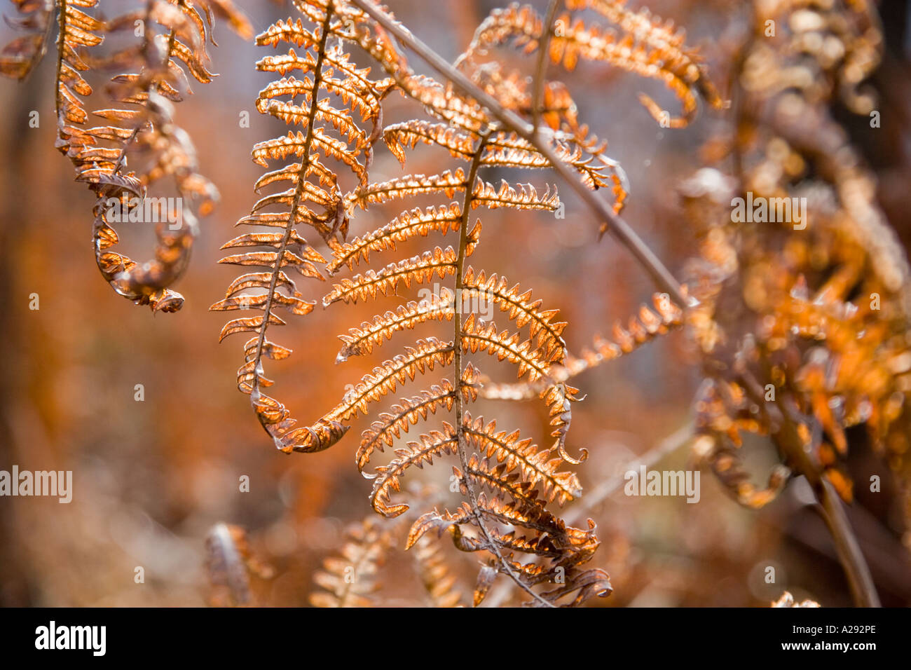Detail view of a braken leaf that has turned brown and curling up fern ...