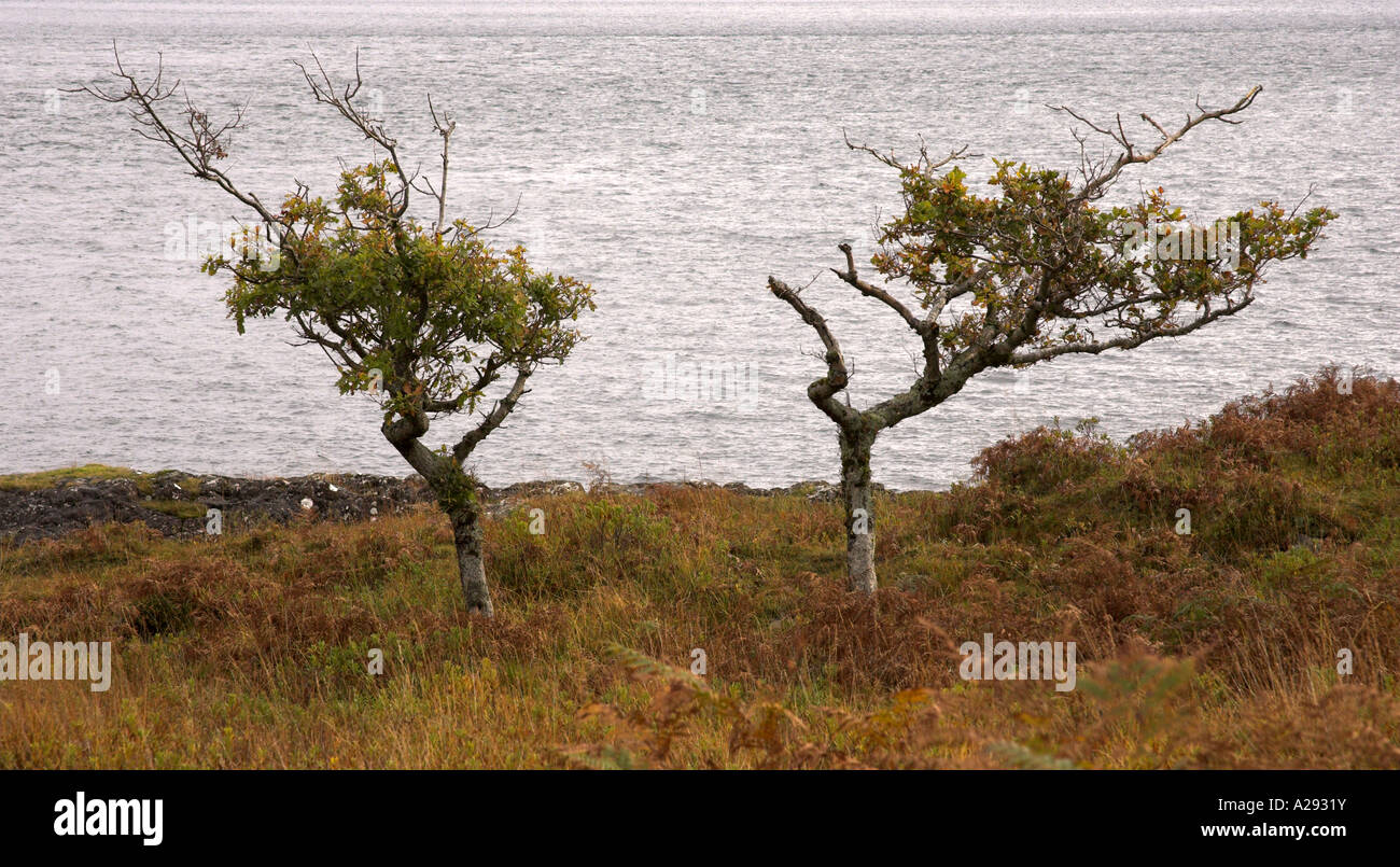 Twin Oak trees, Loch Spelve, Isle of Mull, Argyll, Scotland Stock Photo ...