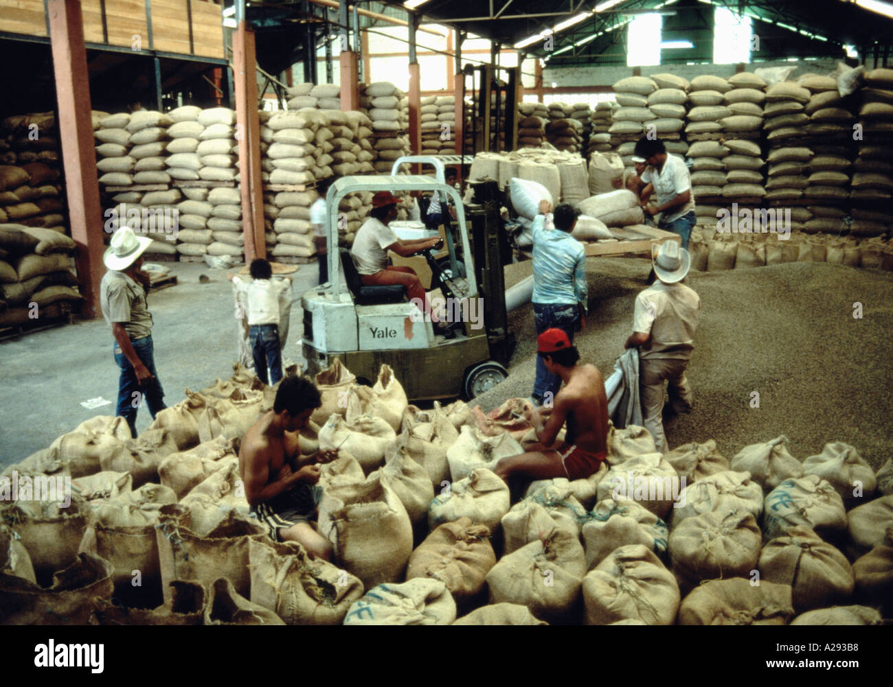 Workers load coffee beans into burlap sacks in a Foncafe coffee ...