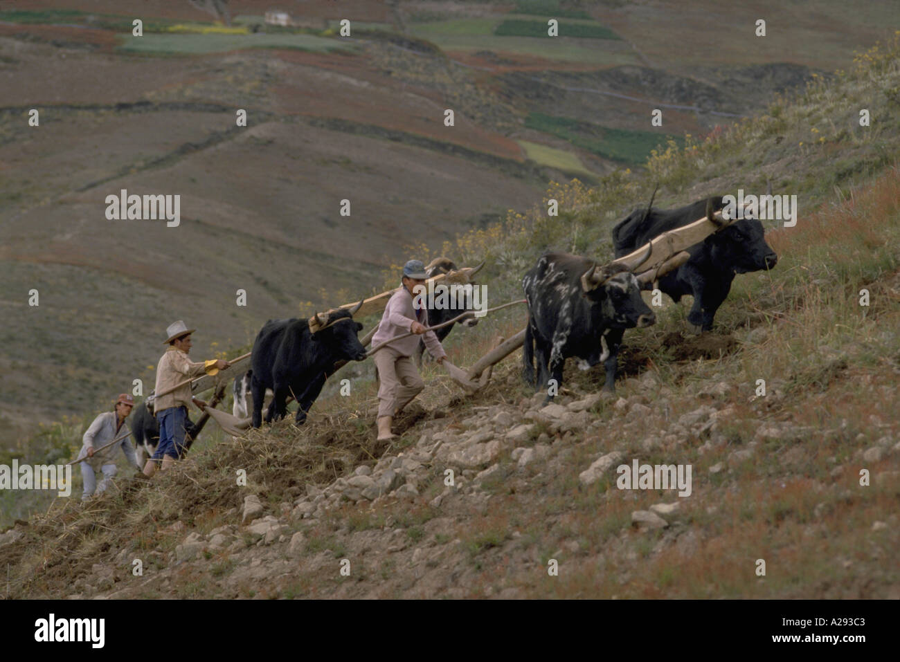 Oxen teams hi-res stock photography and images - Alamy