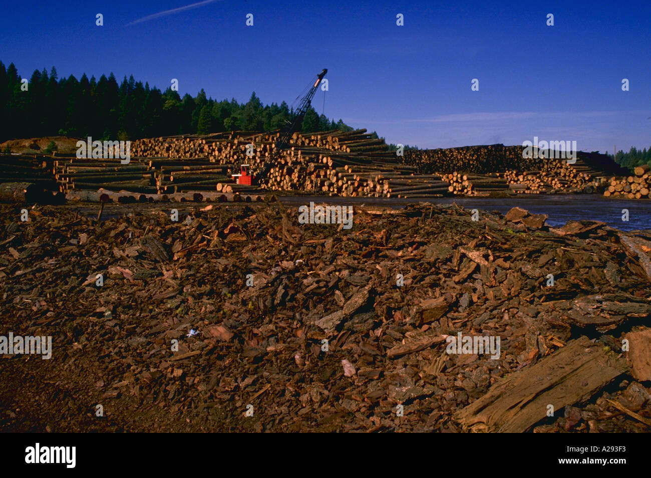 Logging timber california hi-res stock photography and images - Alamy