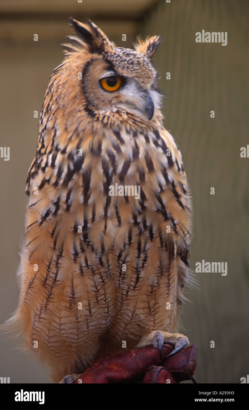 European eagle owl whole body side view of face and body Stock Photo ...
