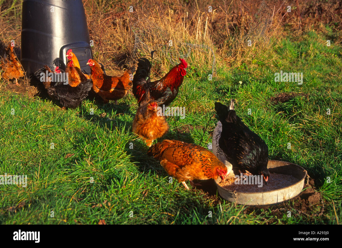 Free range chickens pecking in grassy garden Stock Photo - Alamy