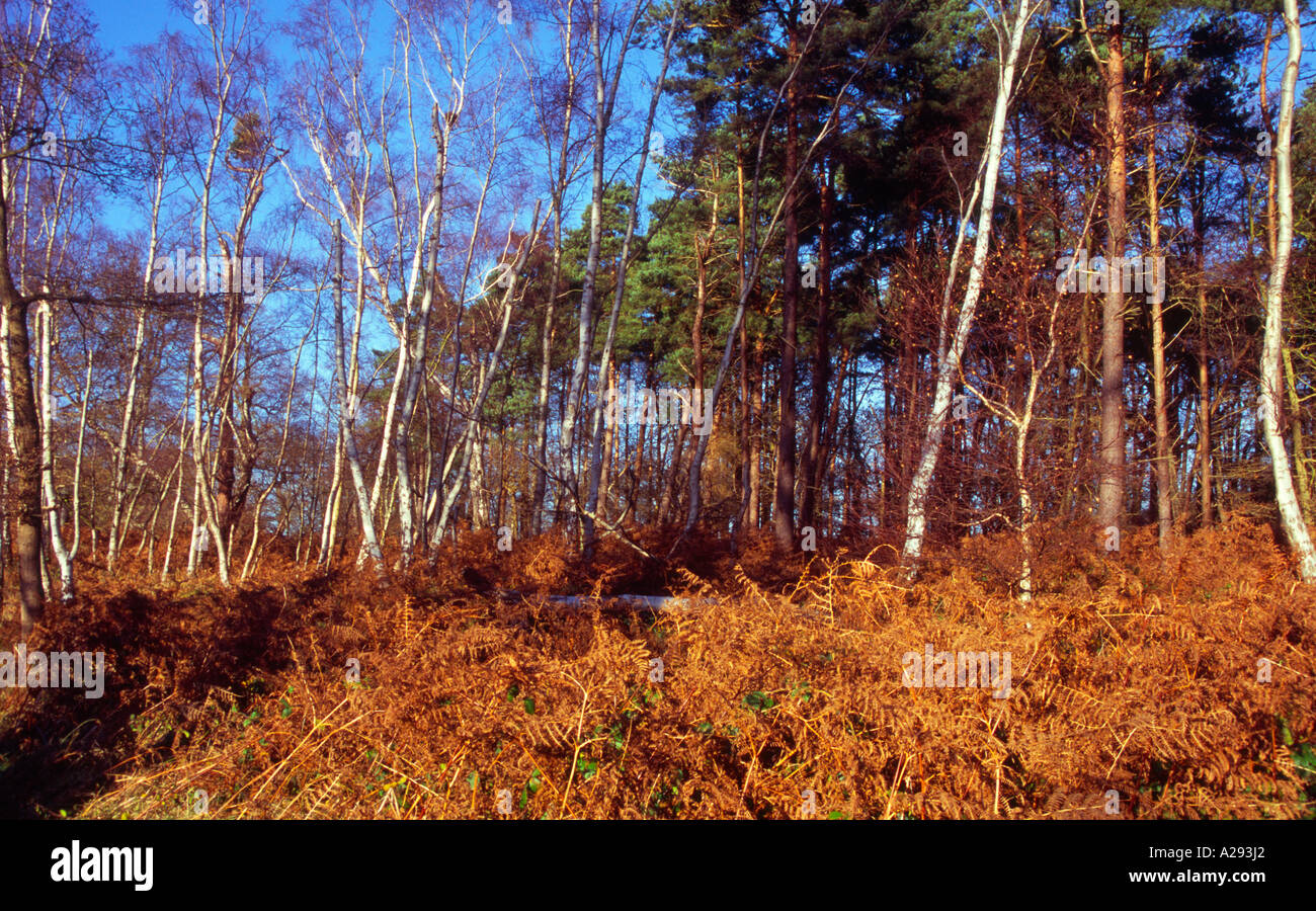 Silver birch, bracken and conifer trees Suffolk Sandlings England Stock ...