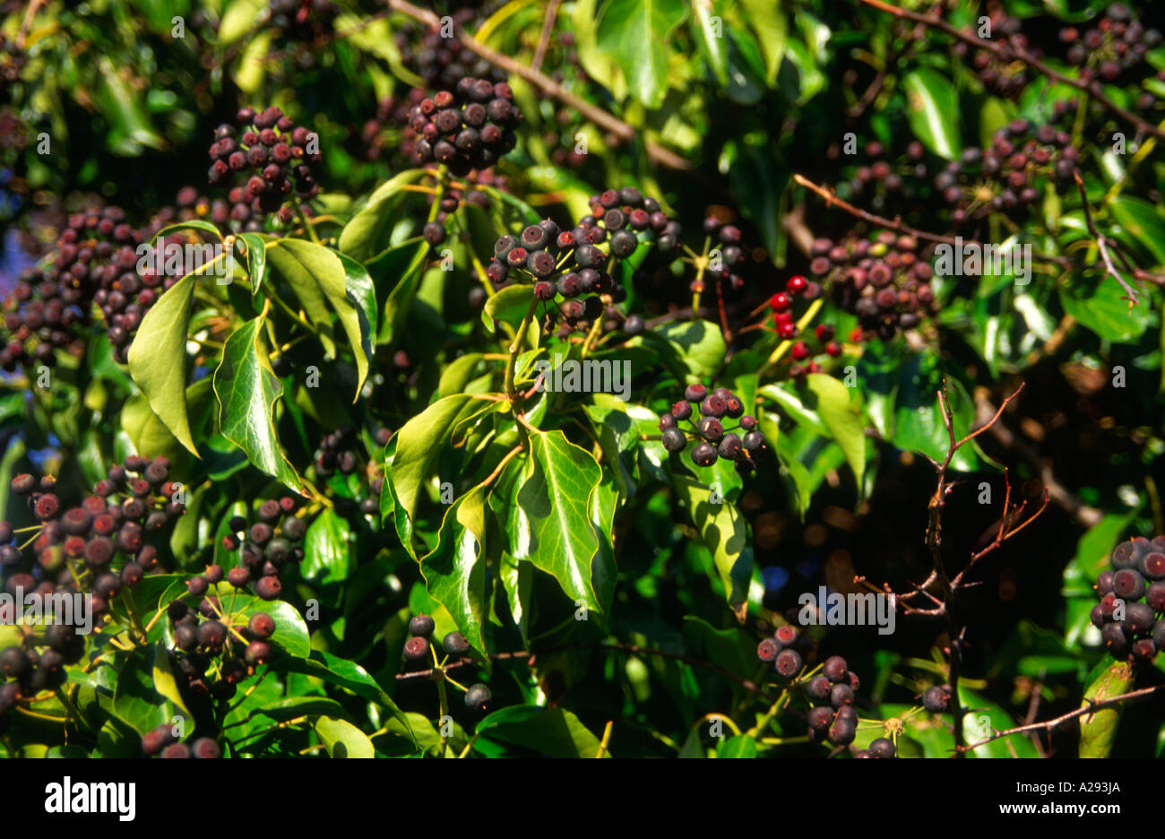 English ivy common ivy Hedera helix leaves with seed buds Stock Photo ...