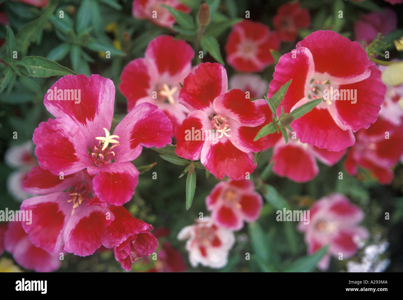 Tiptree , essex hi-res stock photography and images - Alamy