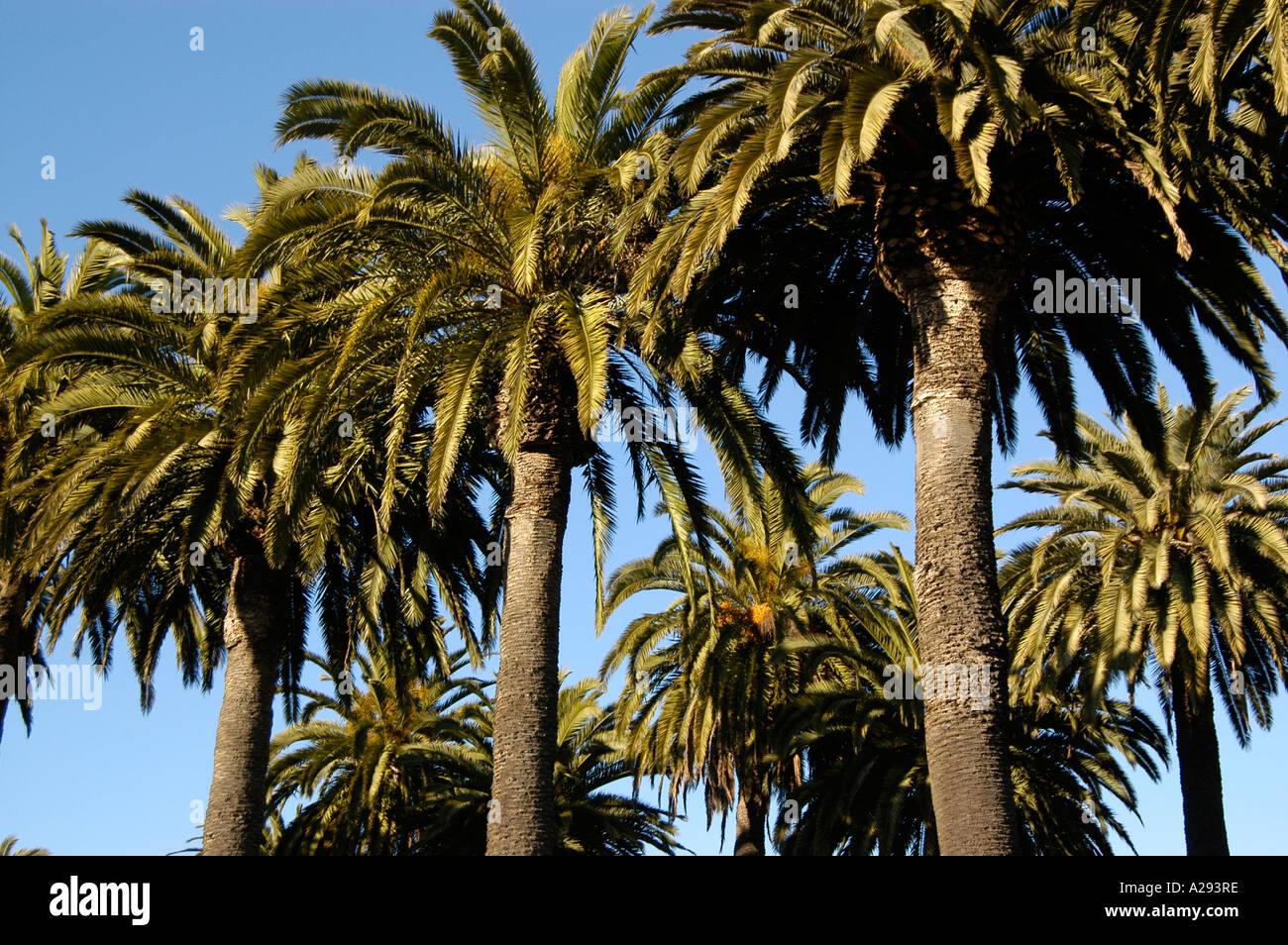 Palm Trees in Santa Barbara California Stock Photo - Alamy
