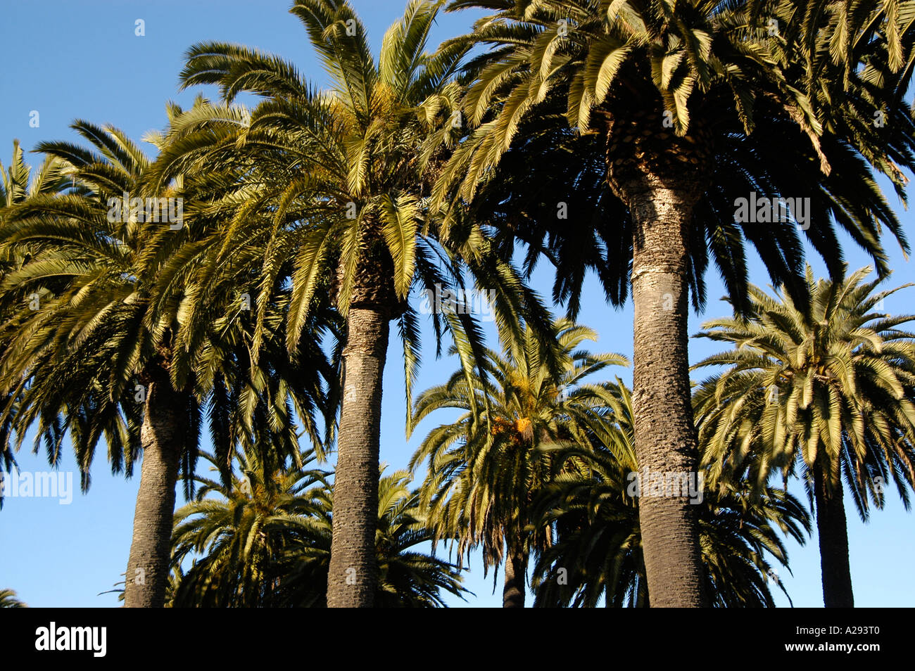 Palm Trees in Santa Barbara California Stock Photo - Alamy