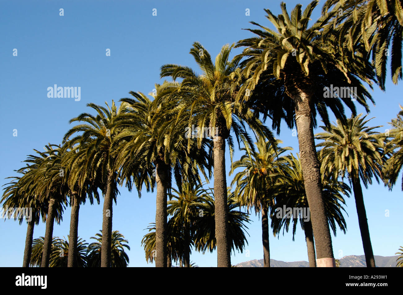 Palm Trees in Santa Barbara California Stock Photo - Alamy