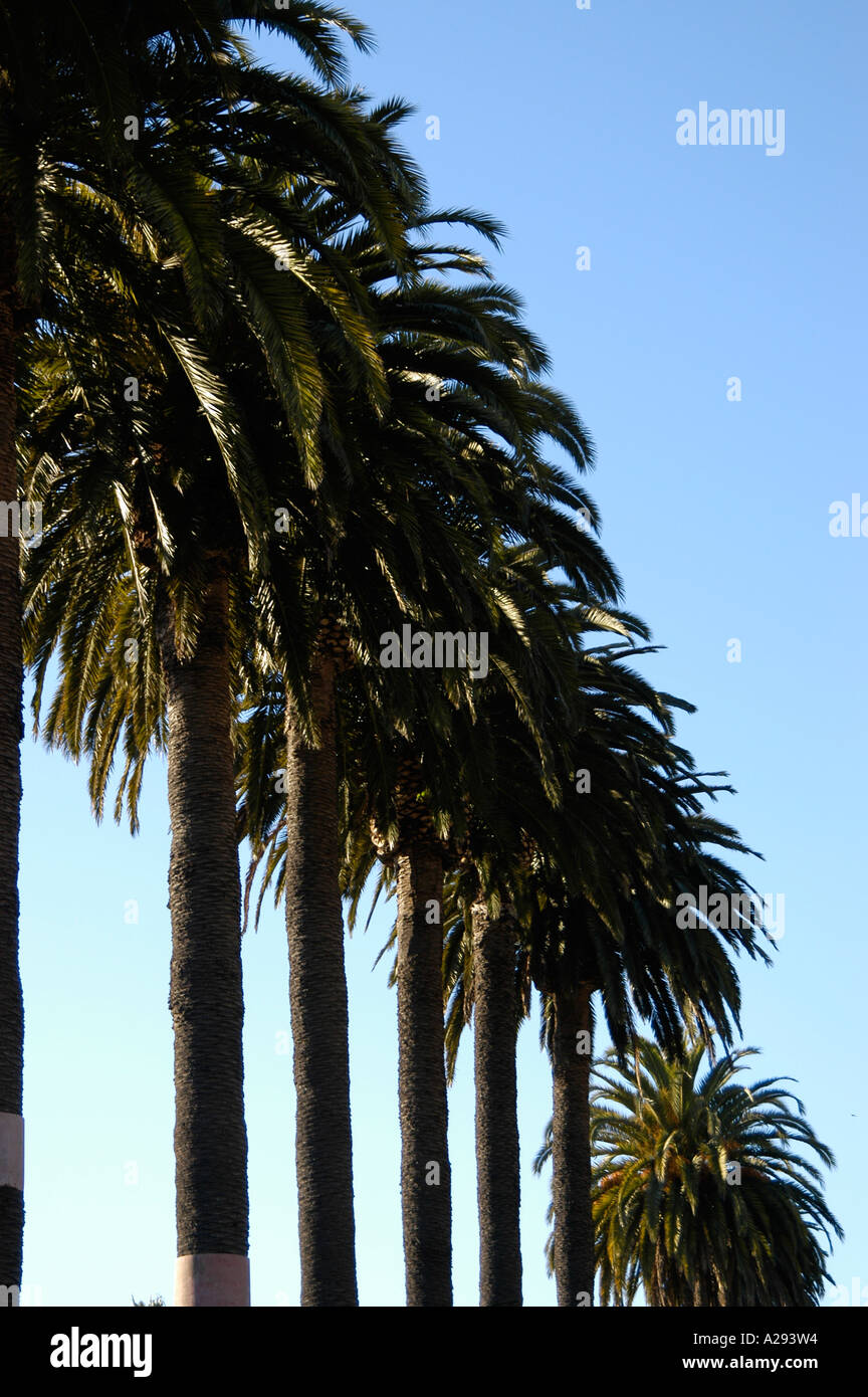 Palm Trees in Santa Barbara California Stock Photo - Alamy