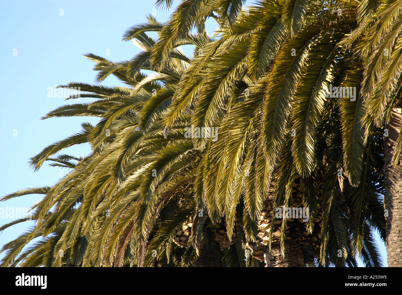 Santa barbara palmtree hi-res stock photography and images - Alamy