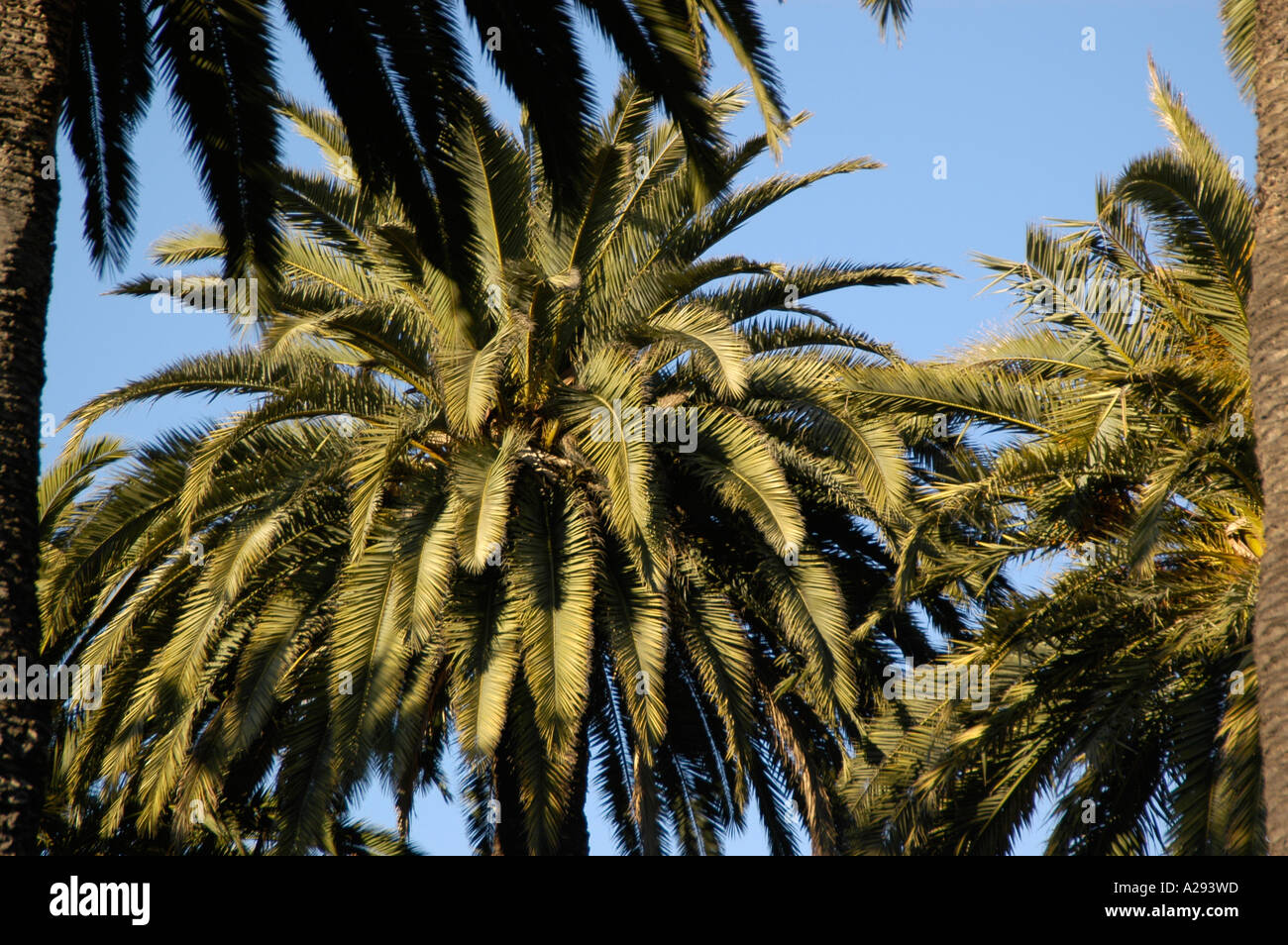 Santa barbara palmtree hi-res stock photography and images - Alamy