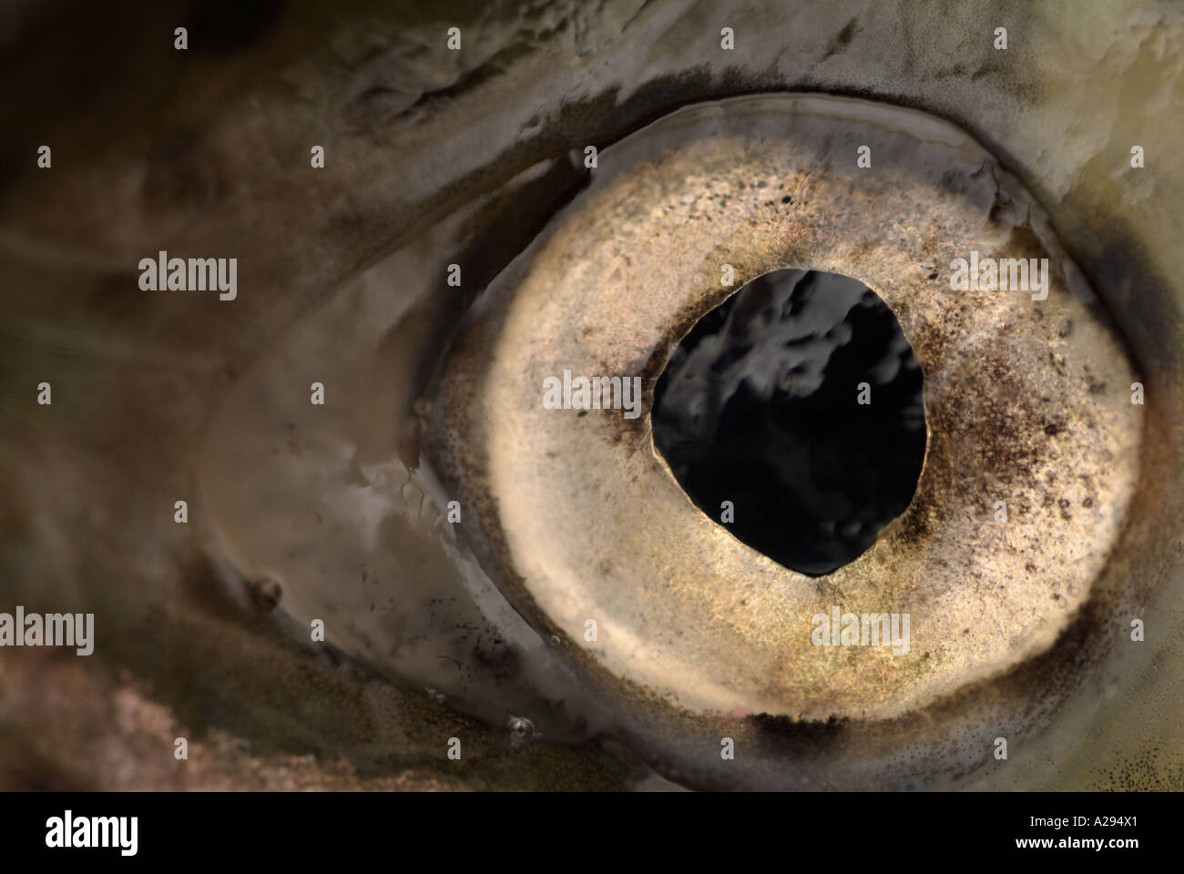 Fish head abstract hi-res stock photography and images - Alamy