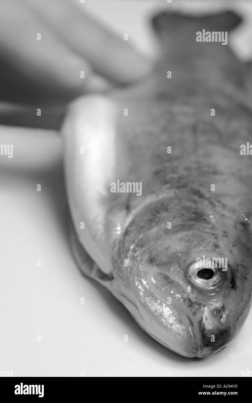 Cooking preparing Black and White Stock Photos & Images - Alamy