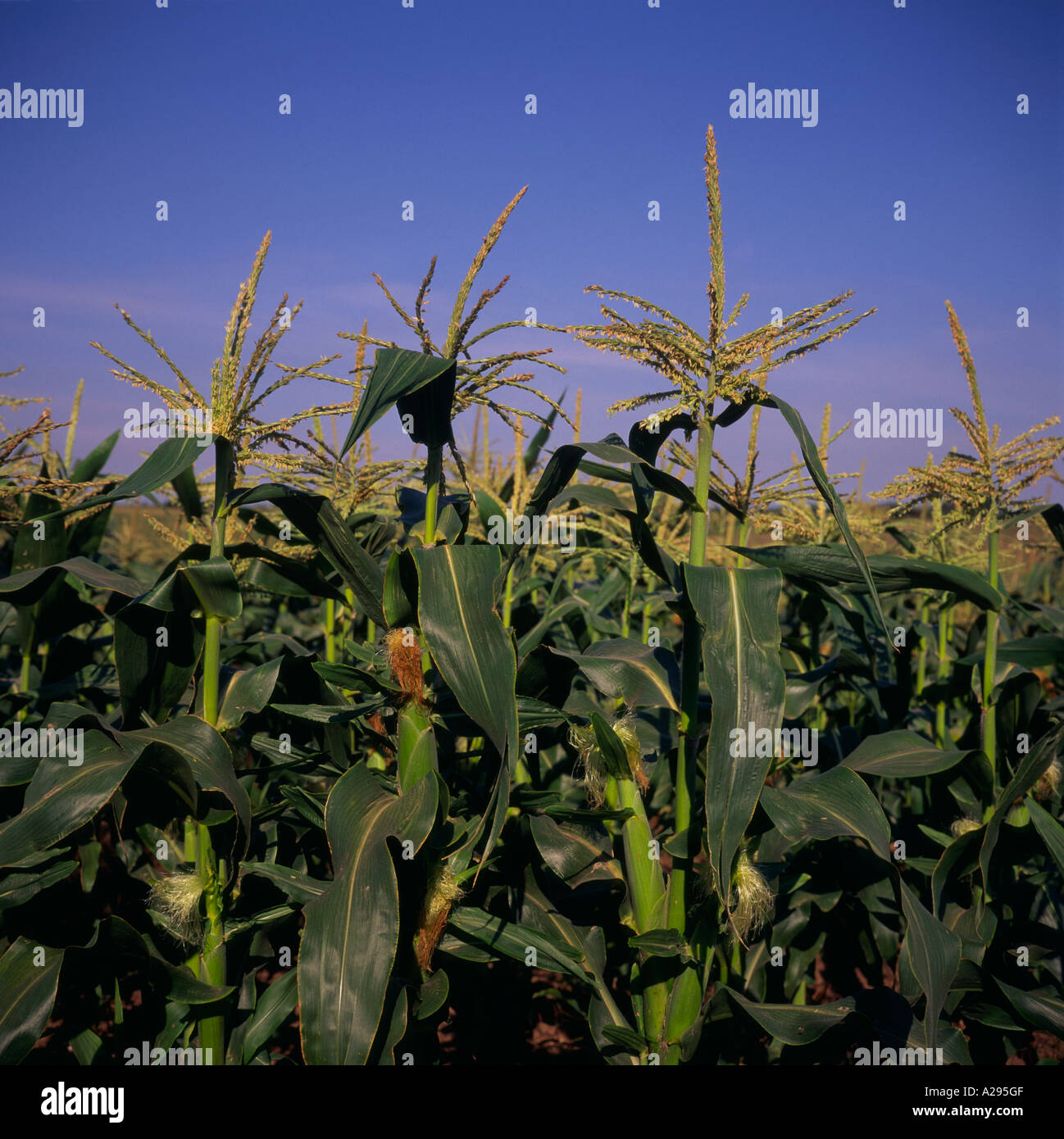 Cultivationseed hi-res stock photography and images - Alamy