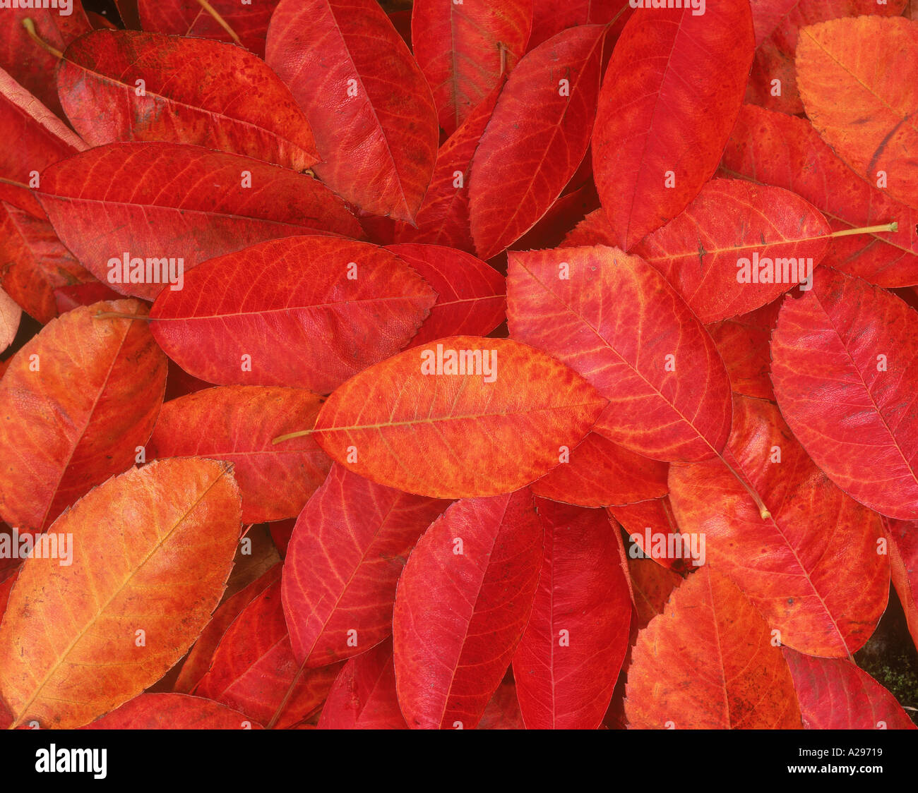 Nature Red autumnal leaves of deciduous shrub Cambs England L Frost ...