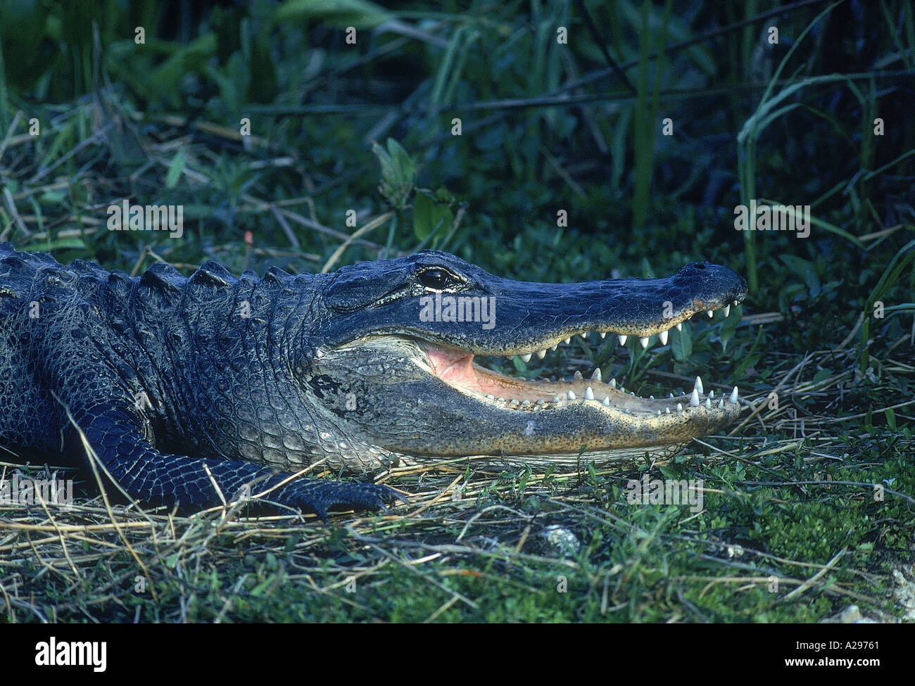 Alligator Mississipiensis Everglades Florida USA Silvestris Stock Photo ...