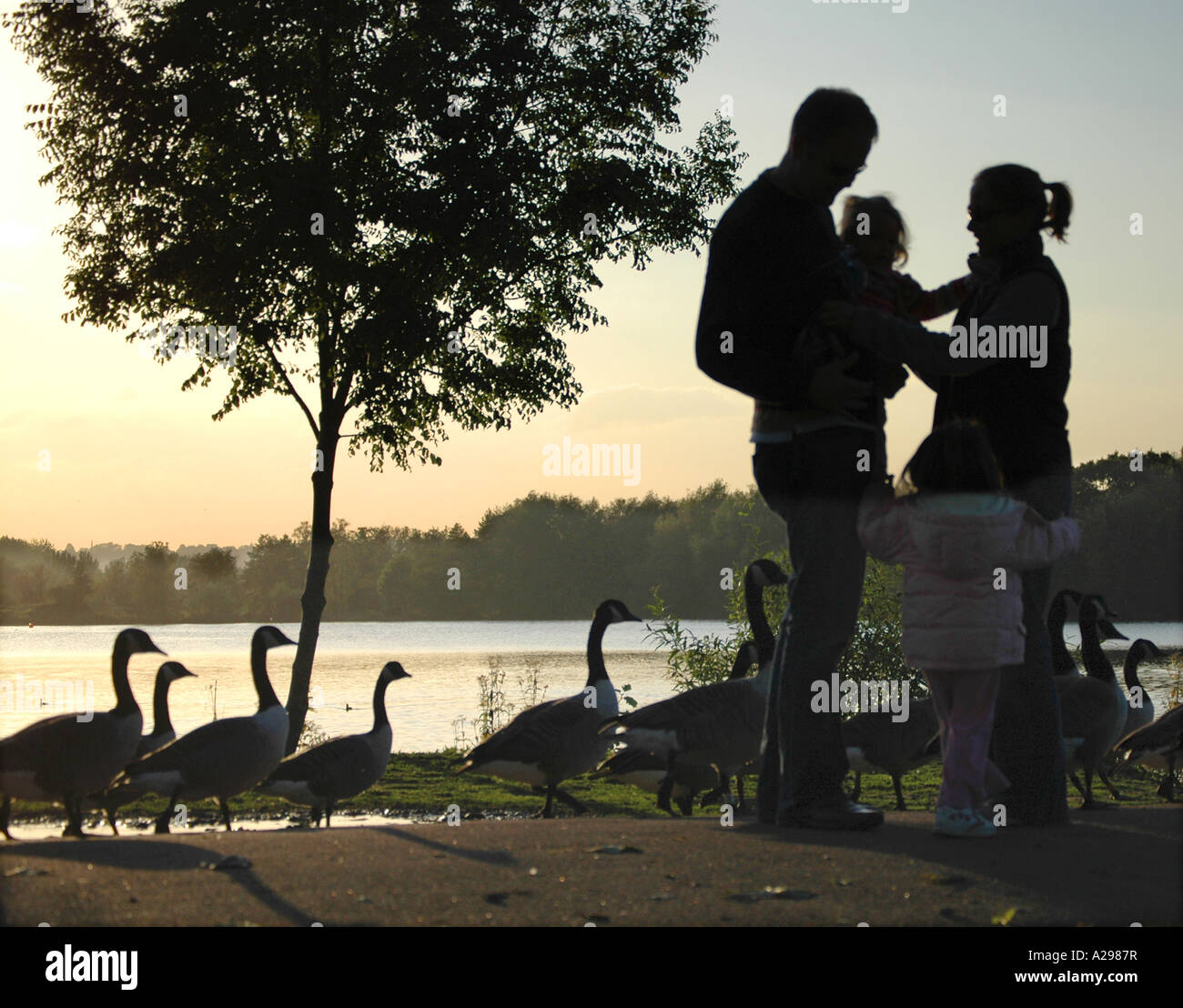 Family of ducks, family of people Stock Photo - Alamy