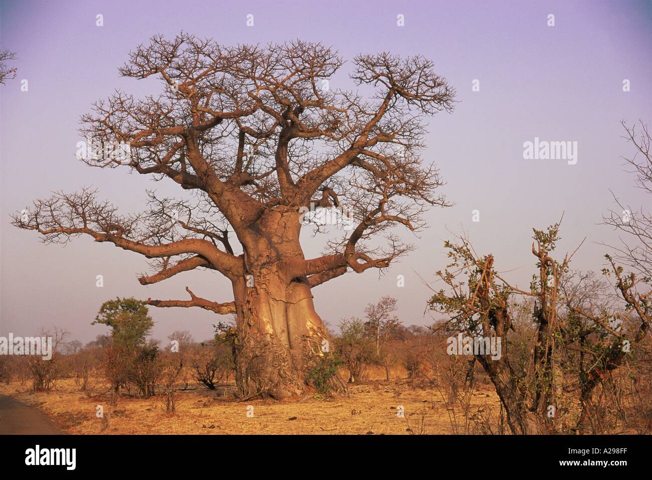 Tree Zimbabwe Africa Raleigh International Stock Photo - Alamy