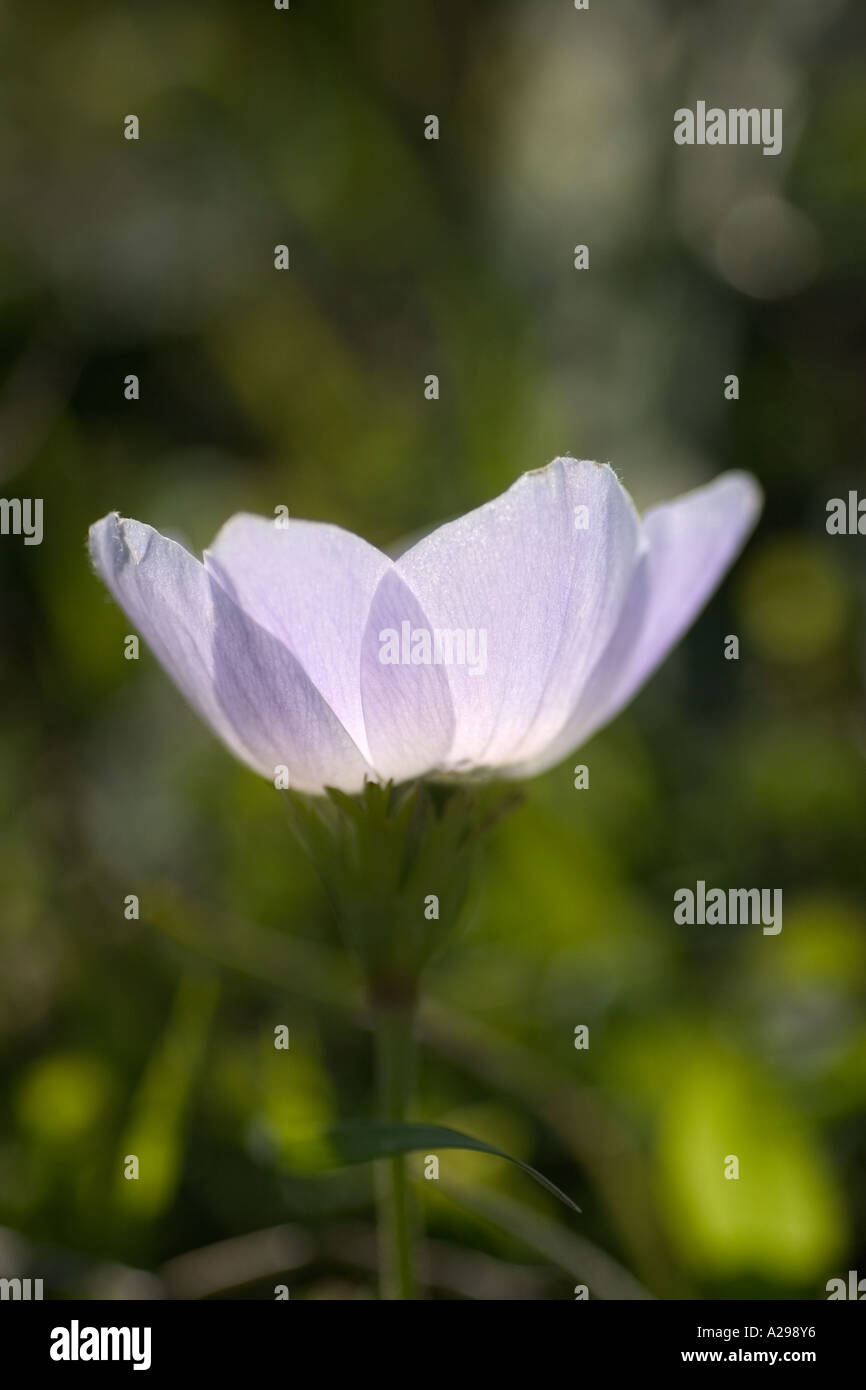 Tainted flower hi-res stock photography and images - Alamy