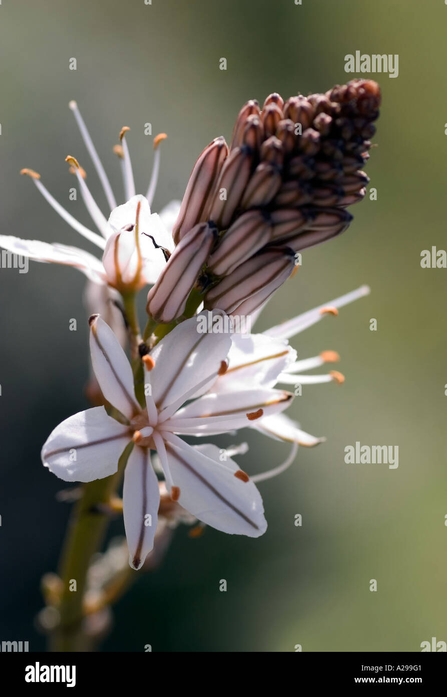 Asphodel Fields Greek Mythology