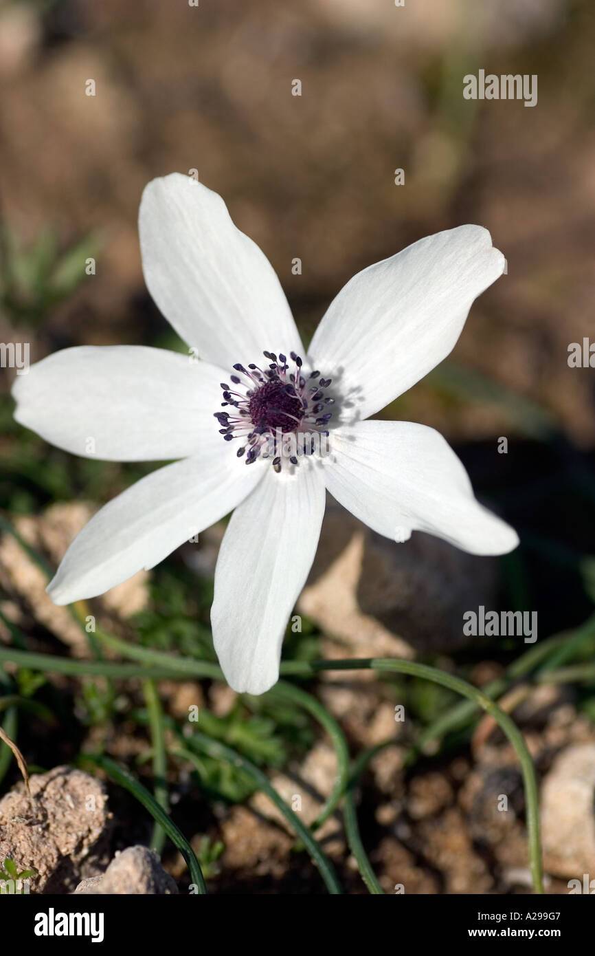 Starbright. Sun loving white anemone, a wildflower of Cyprus, also ...