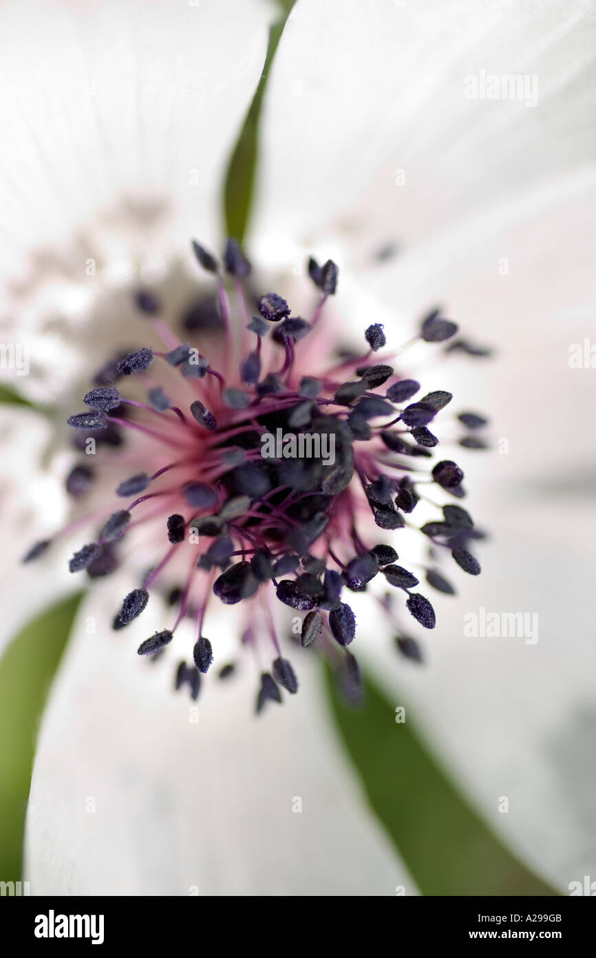 Wildflowers. White anemone also called the Windflower, showing purple ...