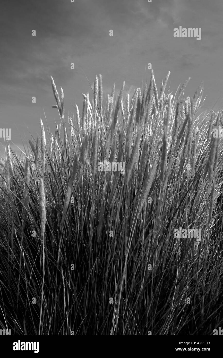 Marram grass a coastal variety of grass which helps to stabilize dune ...