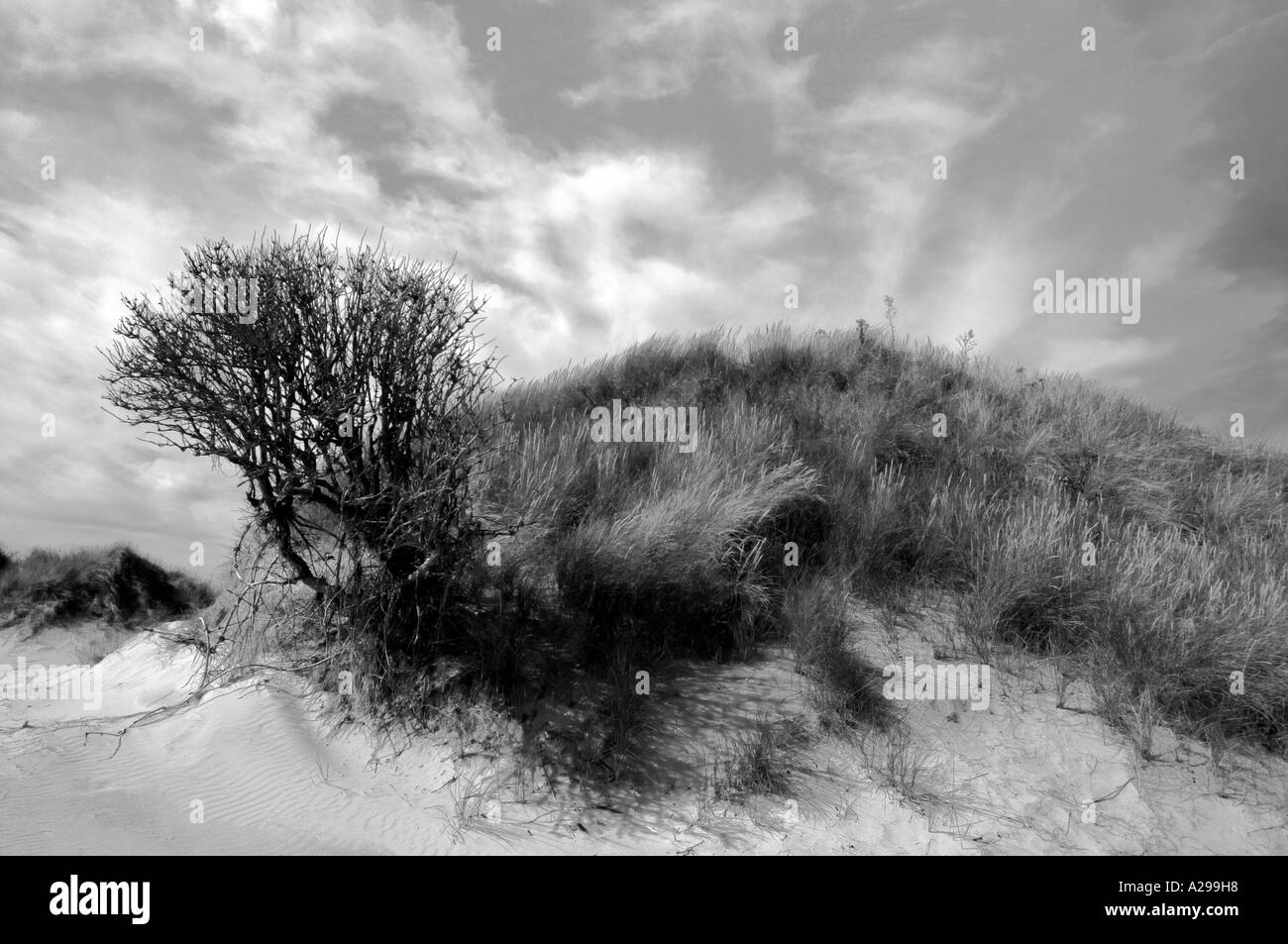 Norfolk Dunes. Natural formation of dunes with the sand held in place ...