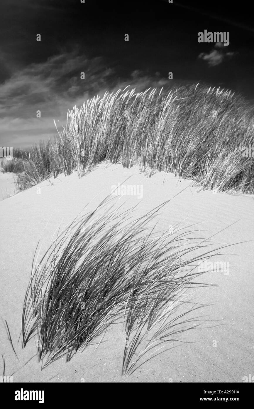 Norfolk Dunes. Natural formation of dunes with the sand held in place ...