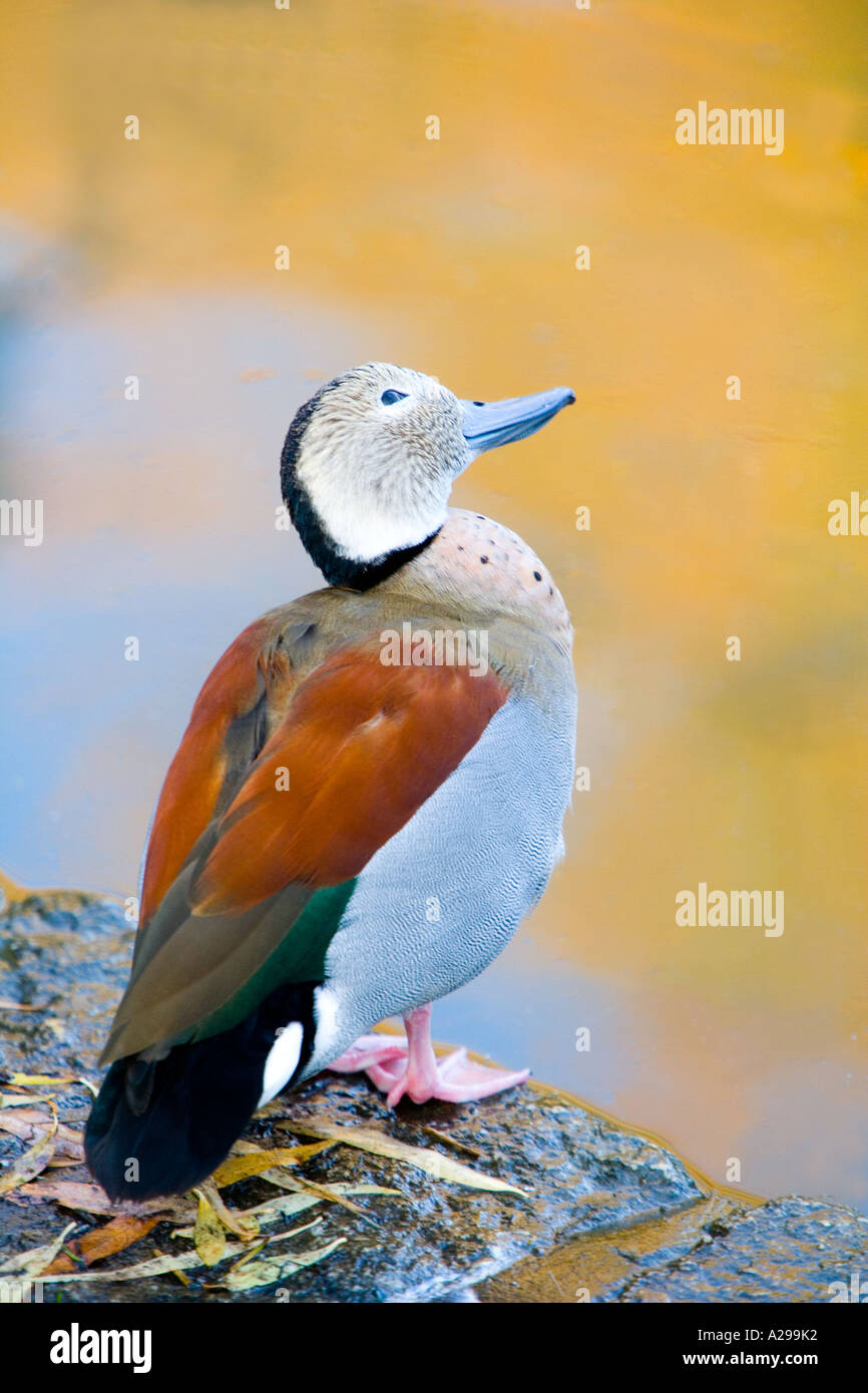 Weather reporter rain hi-res stock photography and images - Alamy