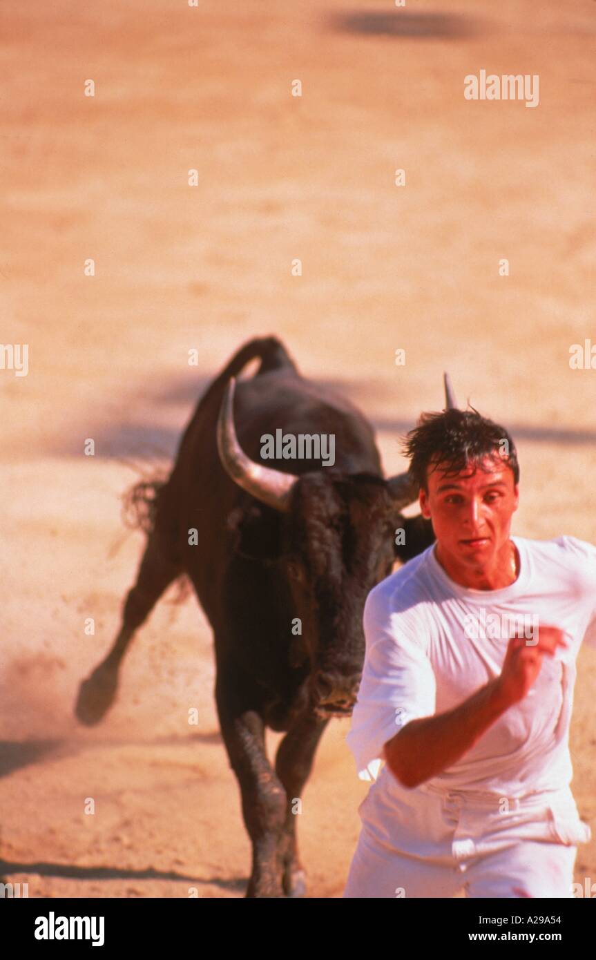 Man running from bull during a bullfight in the amphitheatre of the ...