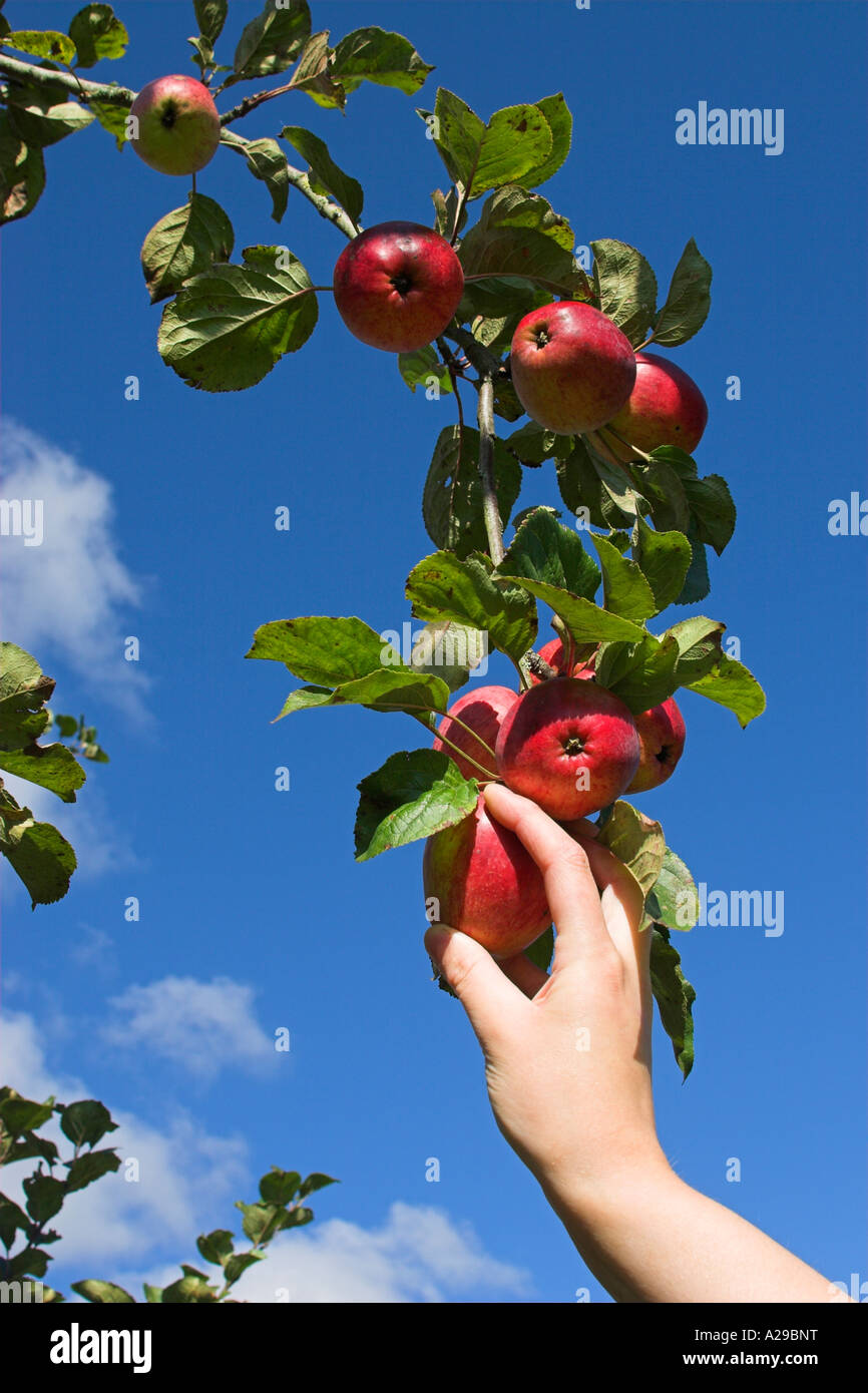 Apple Picking 2 Stock Photo - Alamy