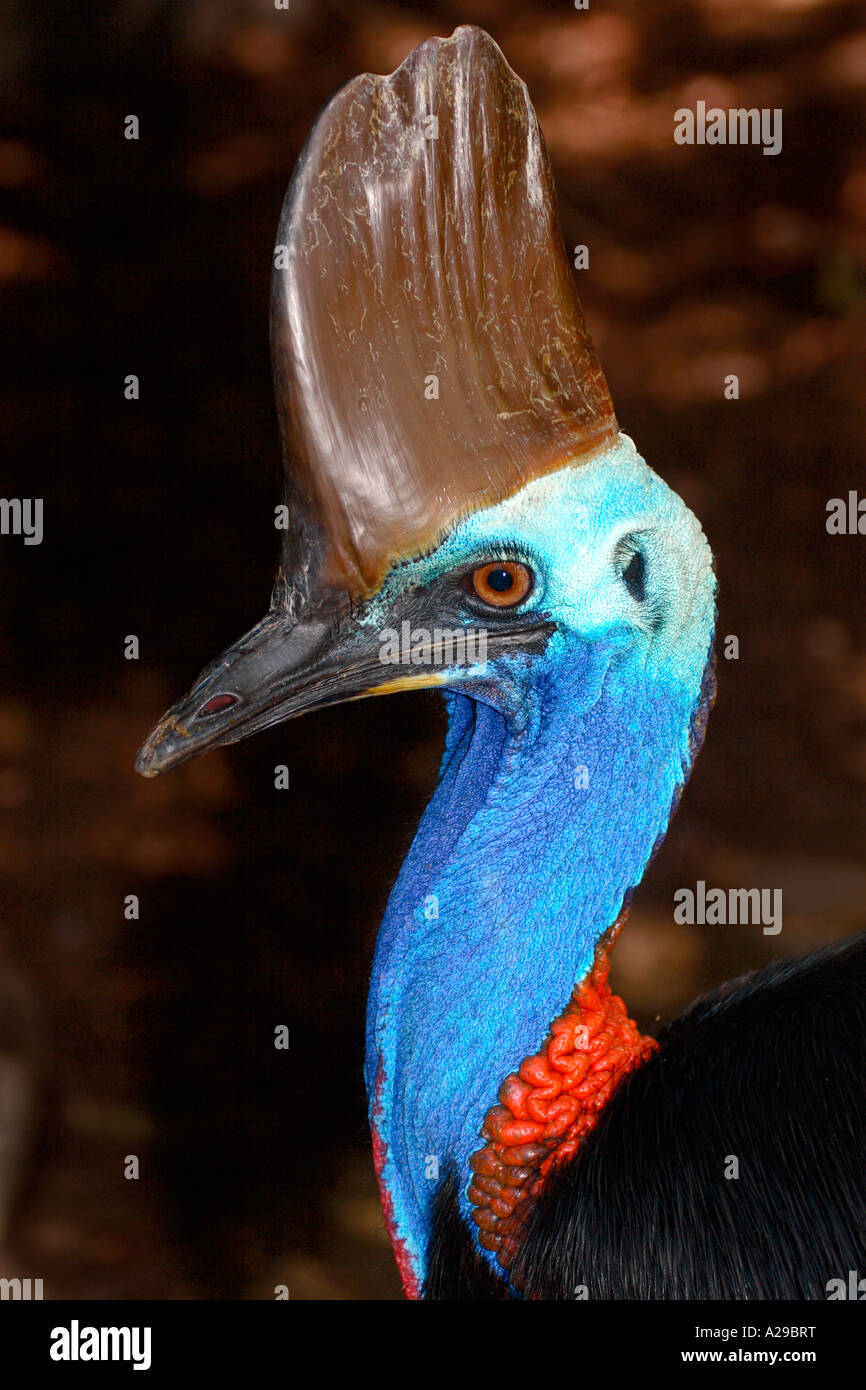 Southern cassowary new guinea hi-res stock photography and images - Alamy