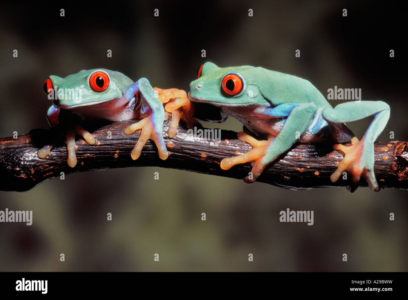 How frogs jump hi-res stock photography and images - Alamy