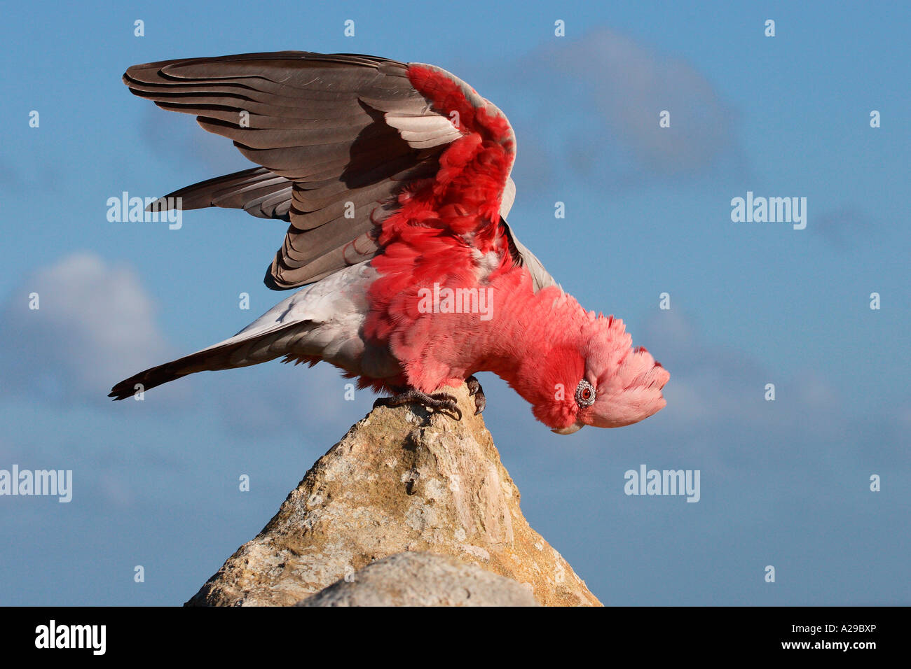 Galah galah hi-res stock photography and images - Alamy