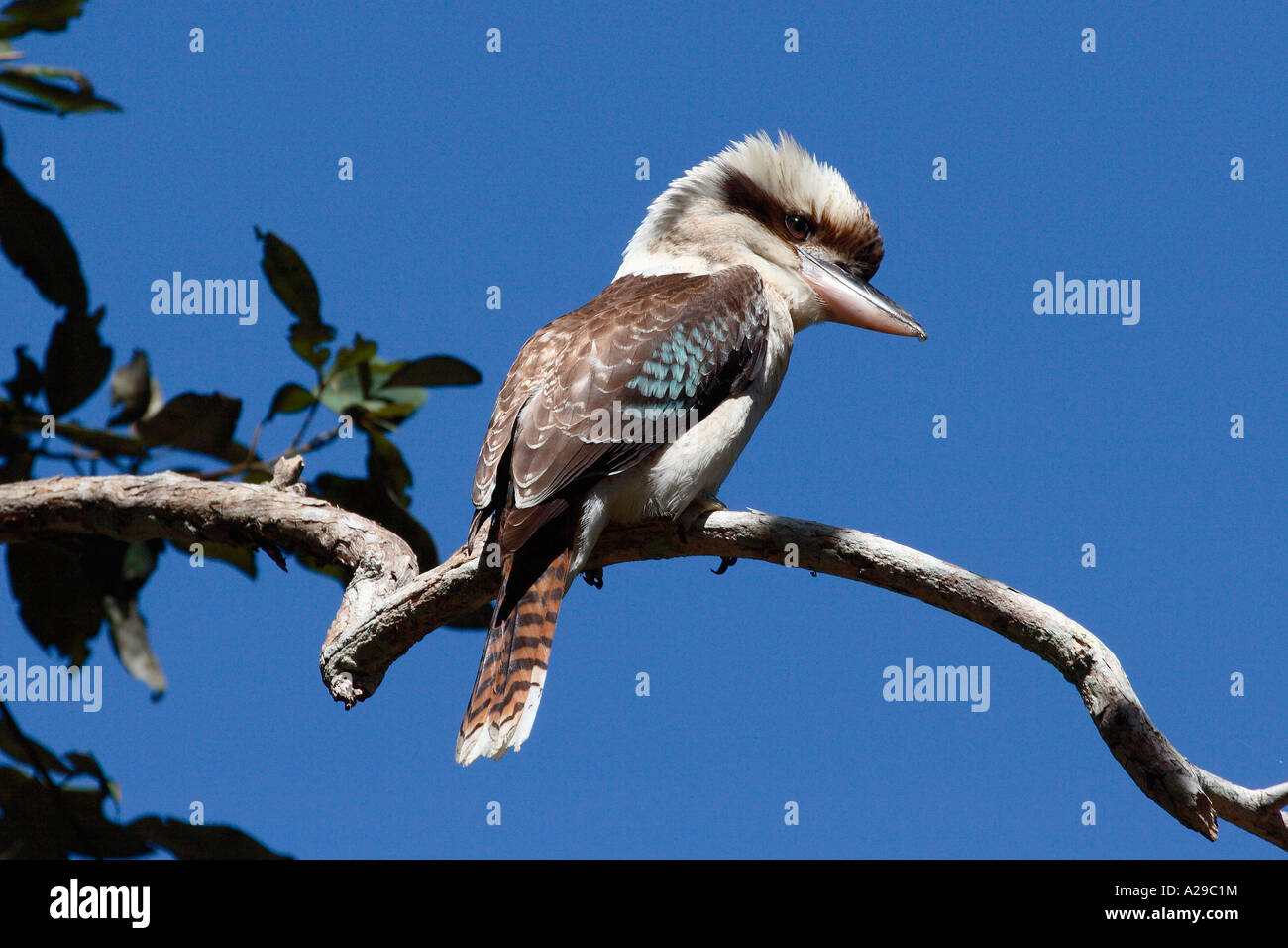 Australian blue bird hi-res stock photography and images - Alamy