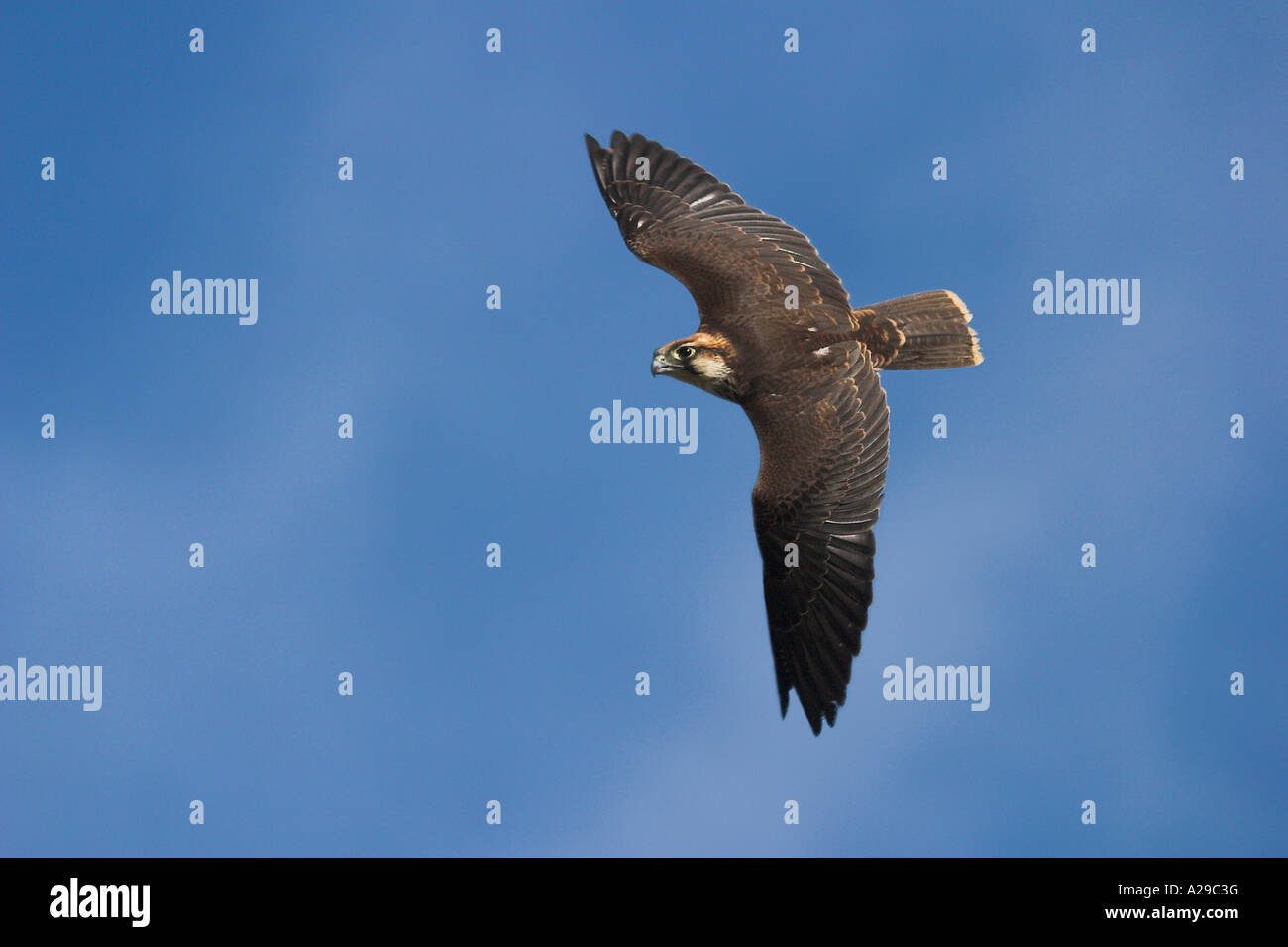 Diving falcon hi-res stock photography and images - Alamy