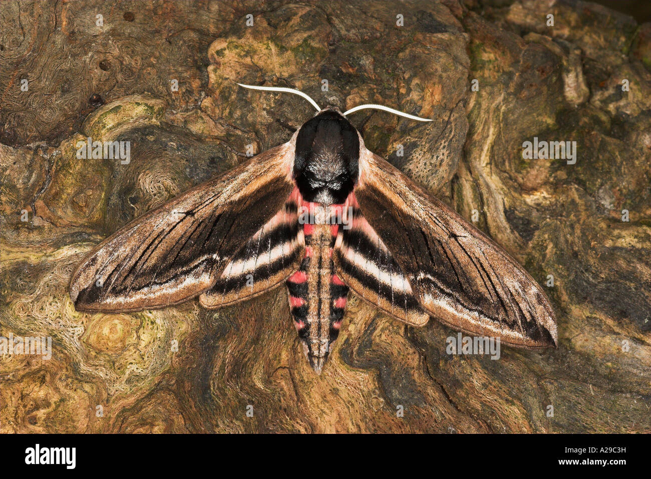 Privet Hawk Moth Stock Photo - Alamy
