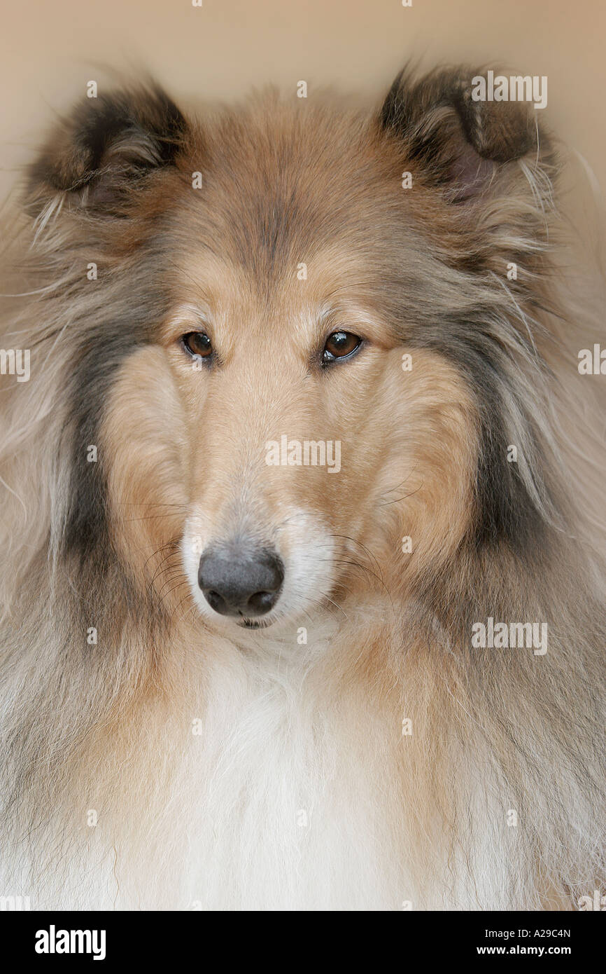 Lassie dog hi-res stock photography and images - Alamy