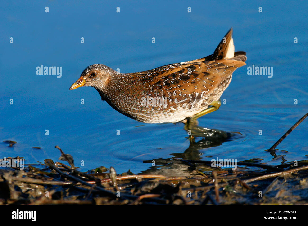Spotted crake hi-res stock photography and images - Alamy